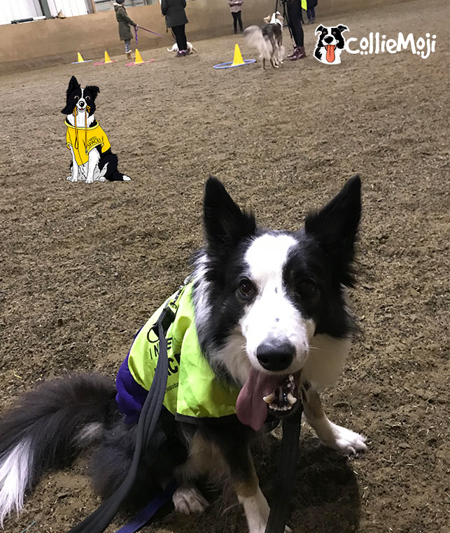 Space needed dogs - A true experience | CollieMoji